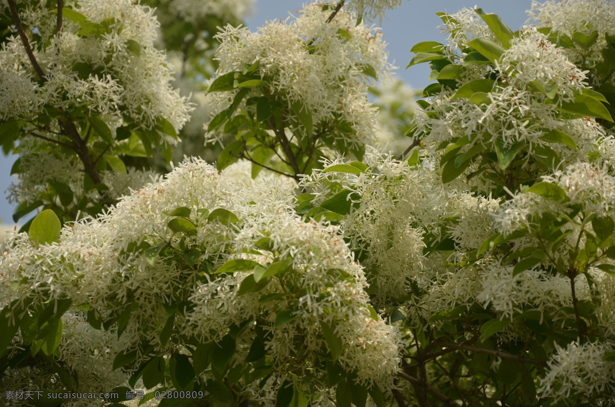 流苏树花素材图片下载-素材编号02800809-素材天下图库