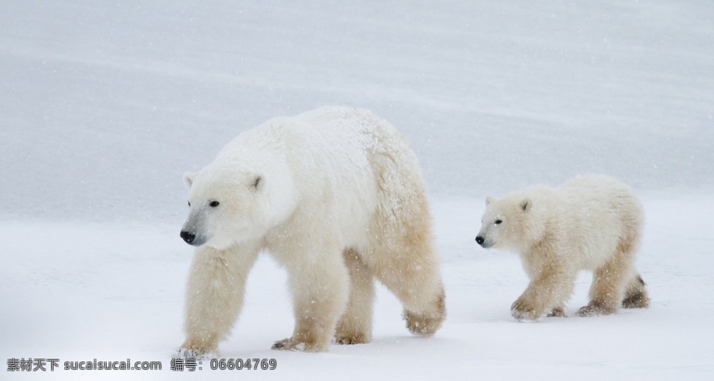 北极熊素材图片下载-素材编号06604769-素材天下图库